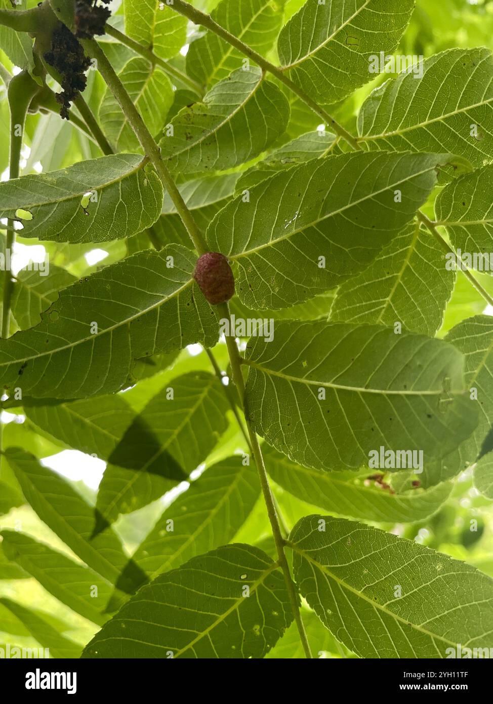 Black Walnut Petiole Gall Mite (Aceria caulis Stock Photo - Alamy