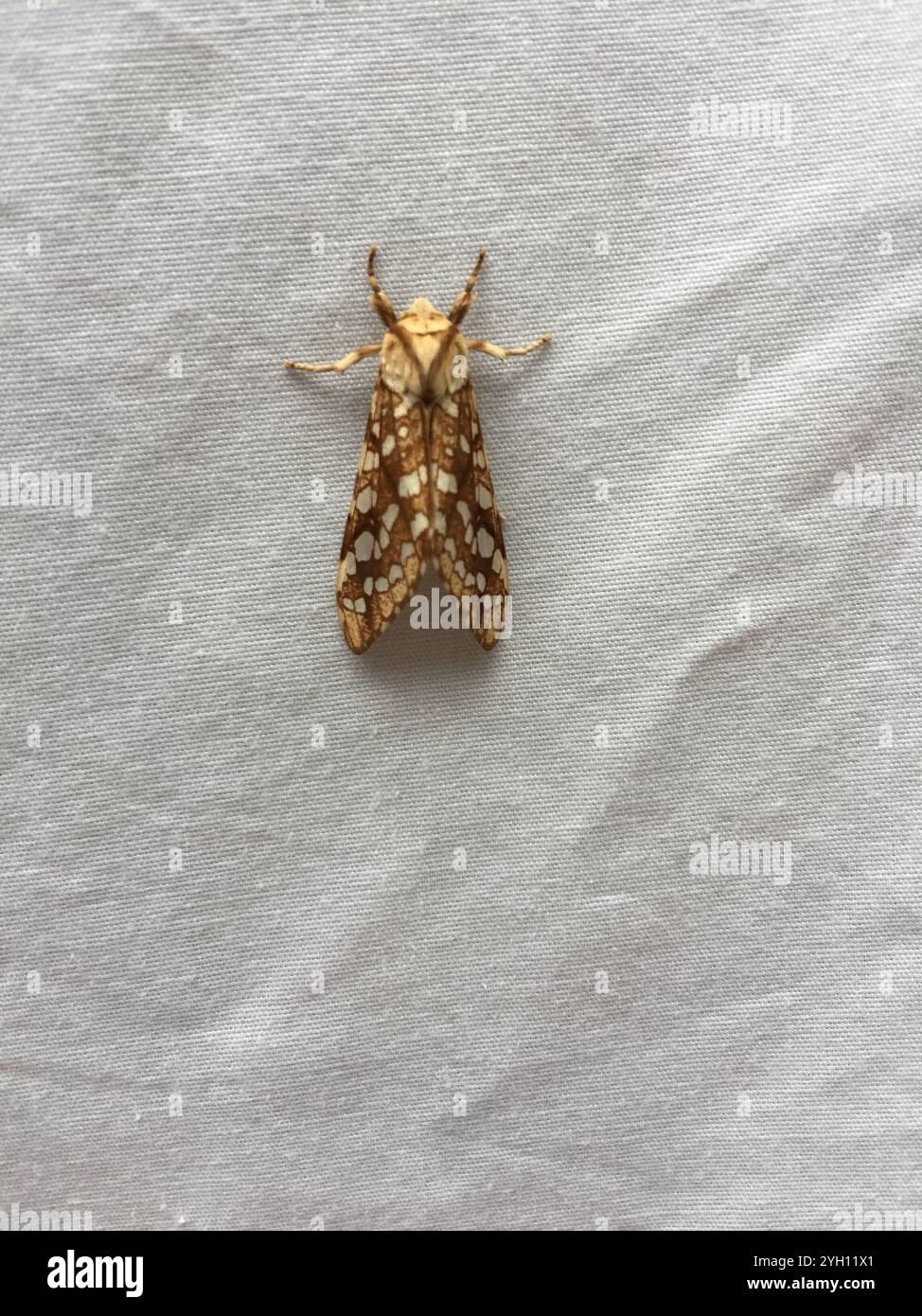 Hickory Tussock Moth (Lophocampa caryae Stock Photo - Alamy