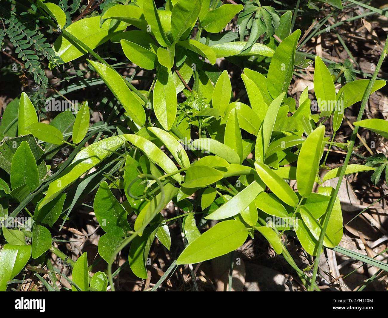 Evergreen Wisteria (Wisteriopsis reticulata Stock Photo - Alamy