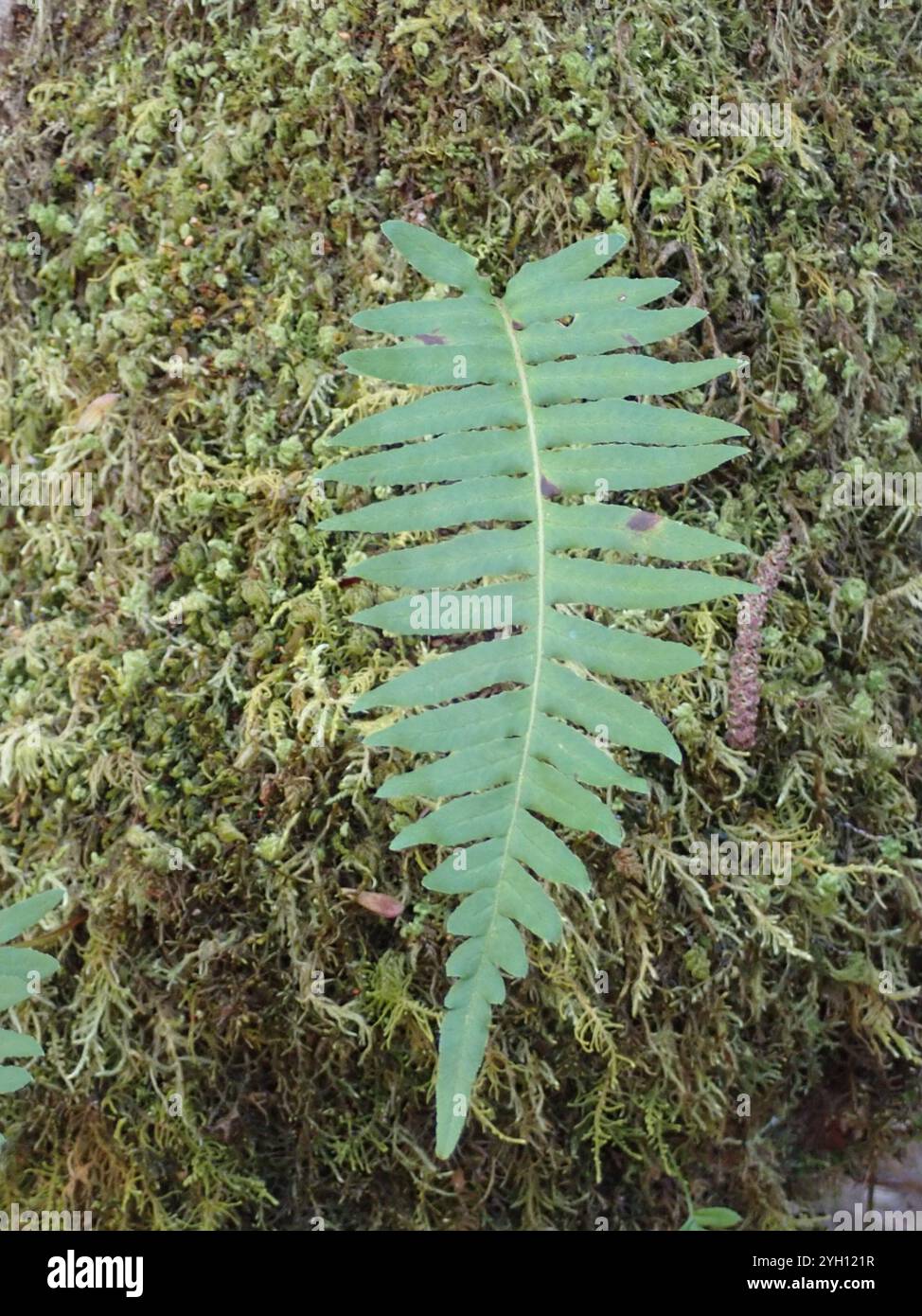 licorice fern (Polypodium glycyrrhiza Stock Photo - Alamy