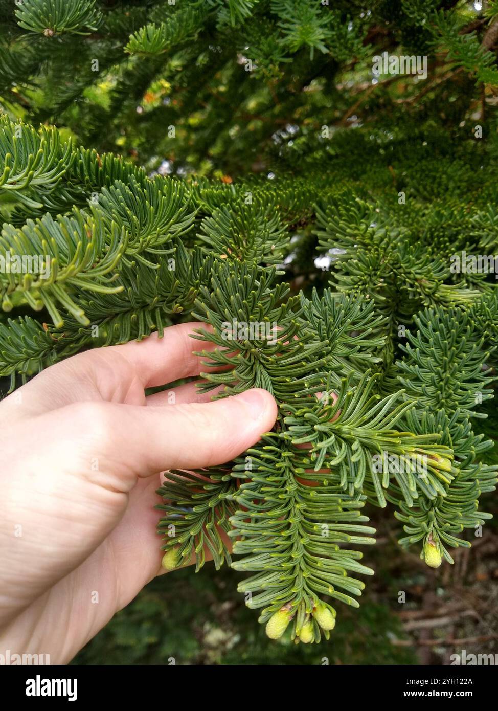 noble fir (Abies procera Stock Photo - Alamy