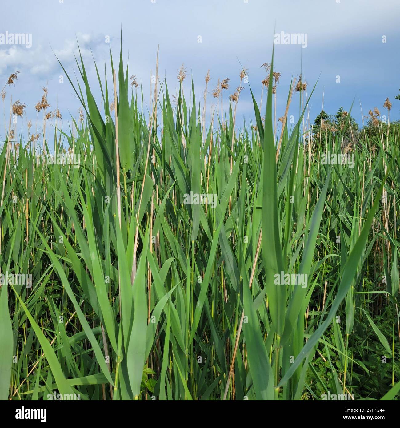 common reed (Phragmites australis Stock Photo - Alamy
