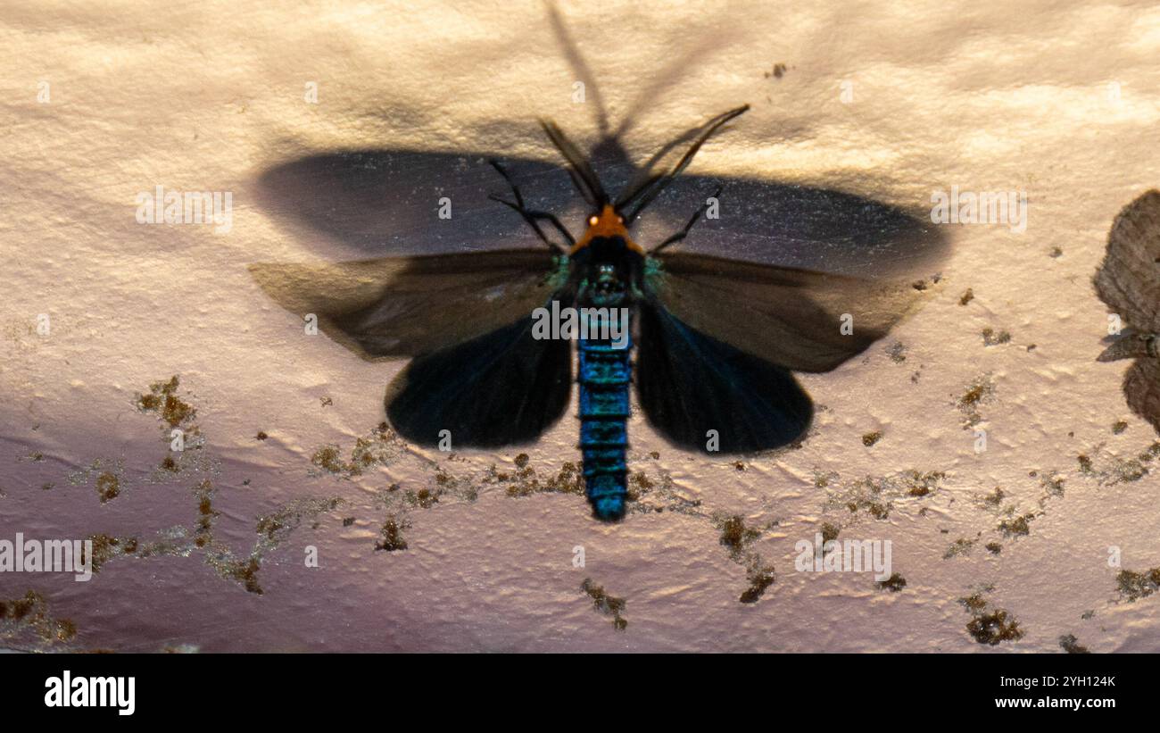 Virginia ctenucha moth virginica hi-res stock photography and images ...