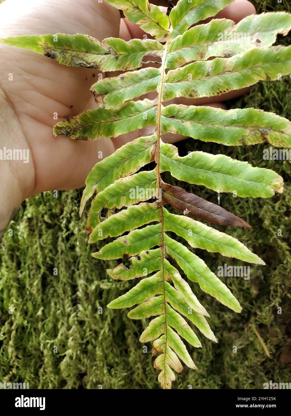 licorice fern (Polypodium glycyrrhiza Stock Photo - Alamy