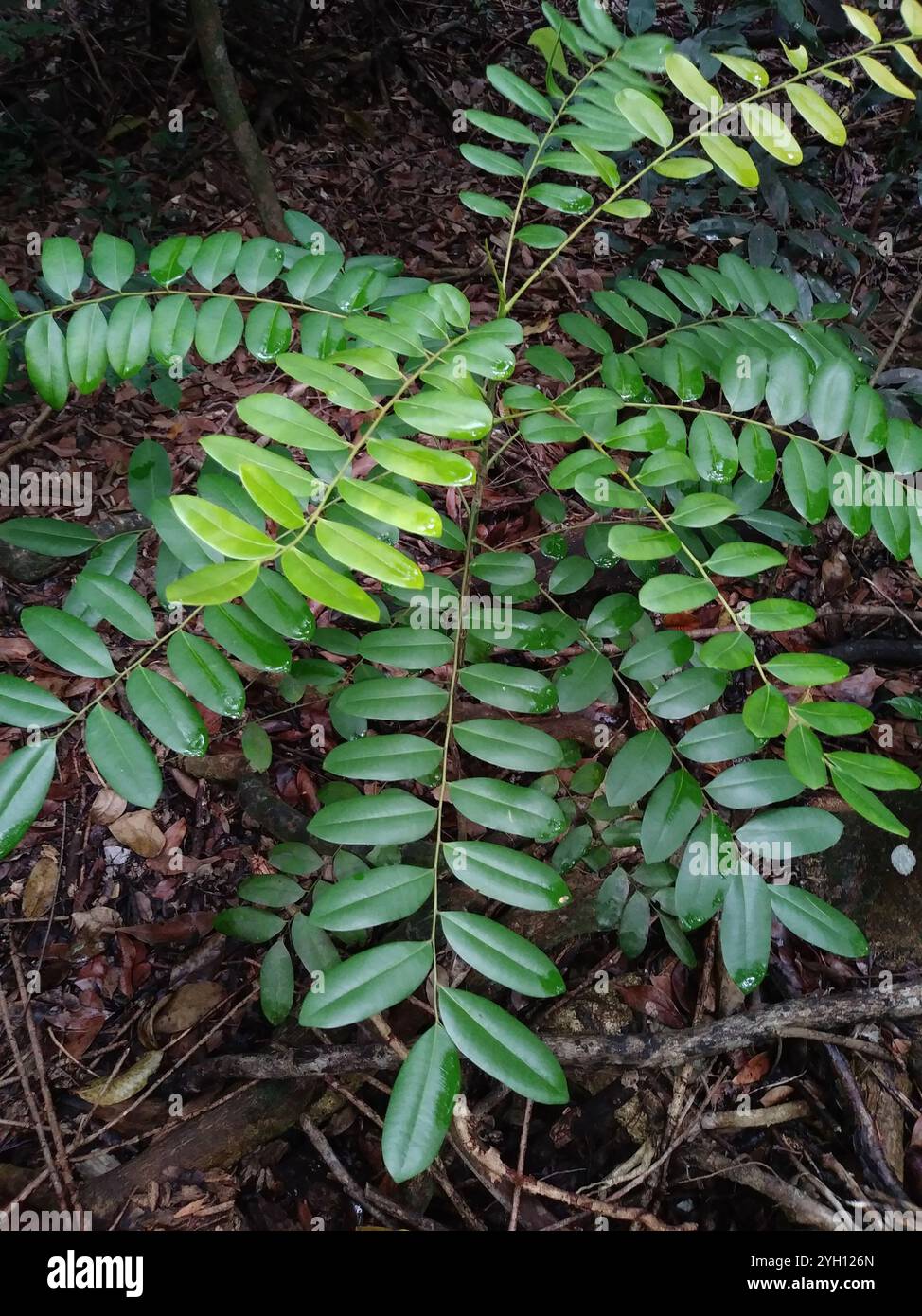 Paradise Tree (Simarouba glauca Stock Photo - Alamy