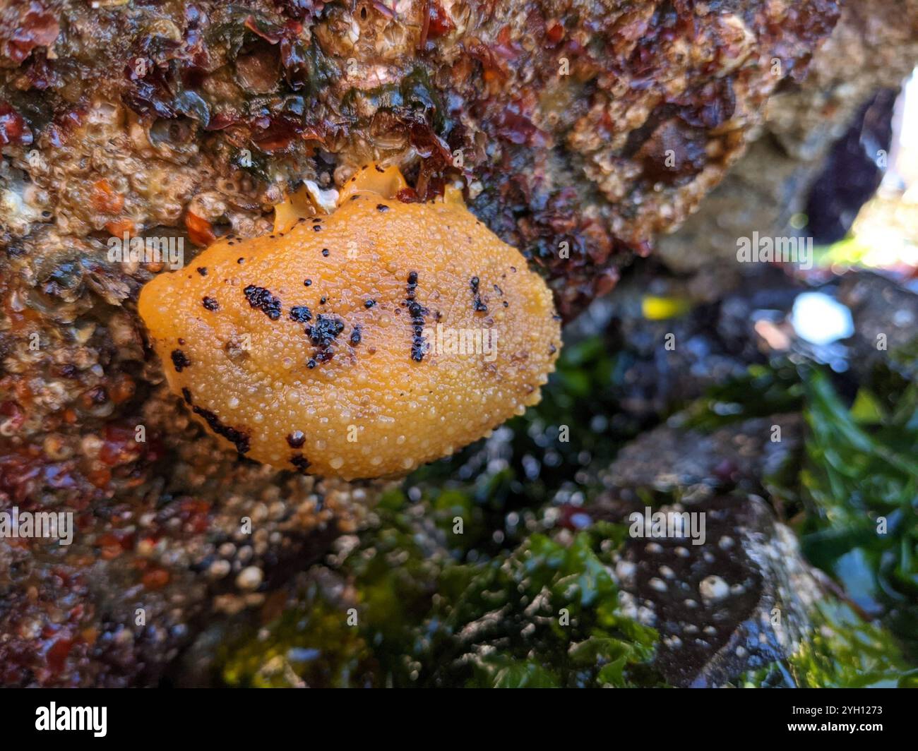 Montereyensis hi-res stock photography and images - Alamy