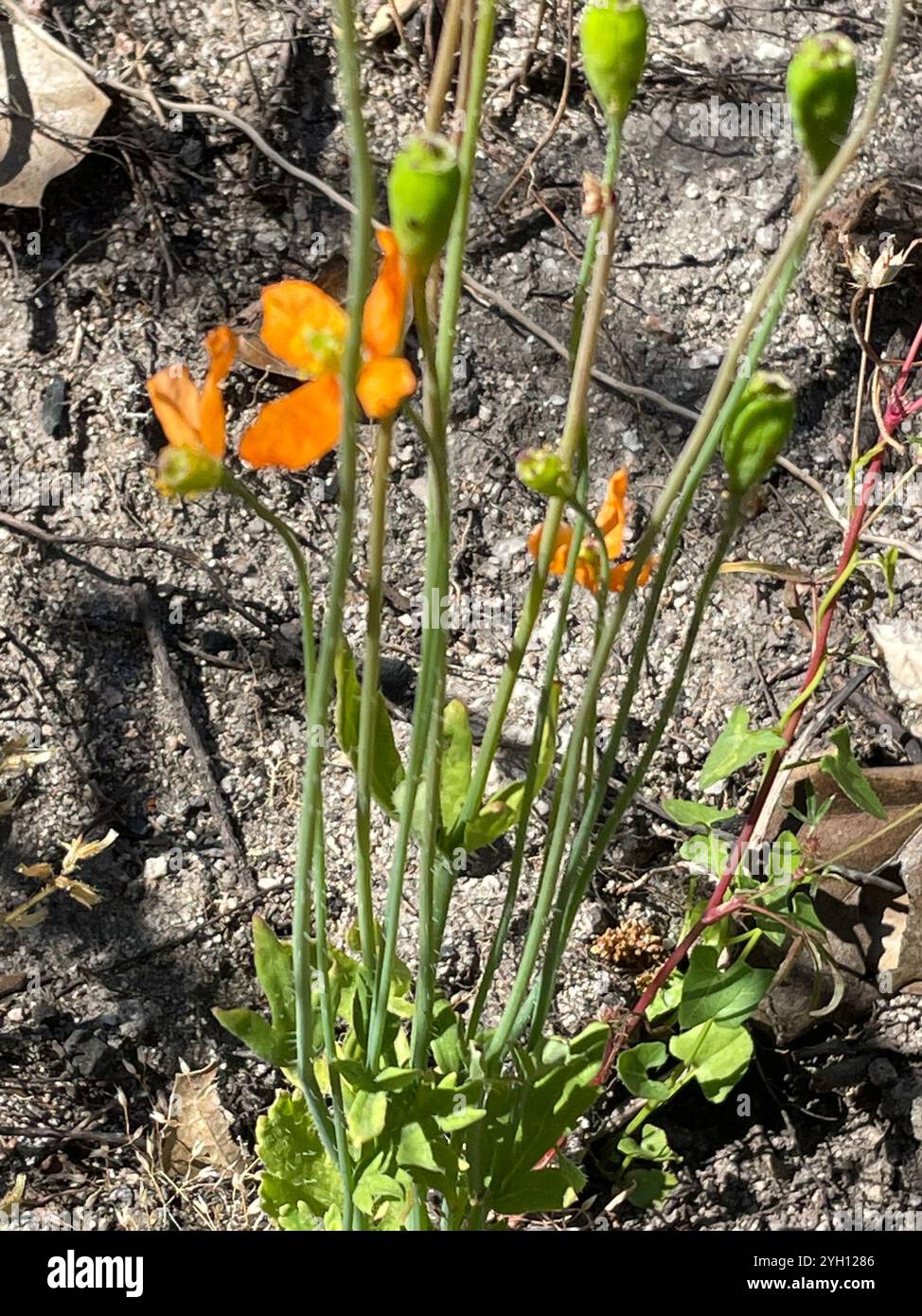 fire poppy (Papaver californicum Stock Photo - Alamy
