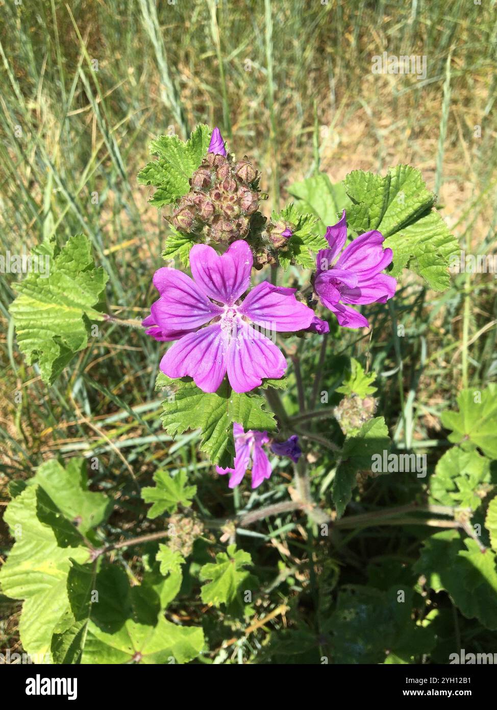 Common Mallow (Malva sylvestris Stock Photo - Alamy