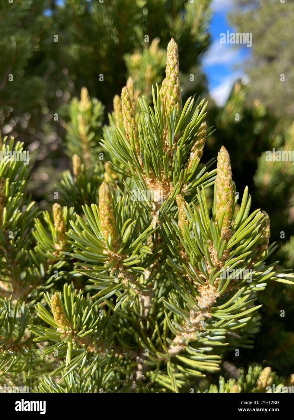Colorado Pinyon (Pinus edulis Stock Photo - Alamy