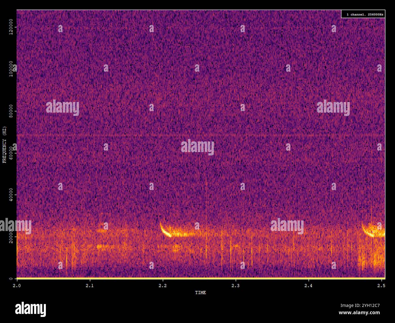 Common Noctule (Nyctalus noctula Stock Photo - Alamy