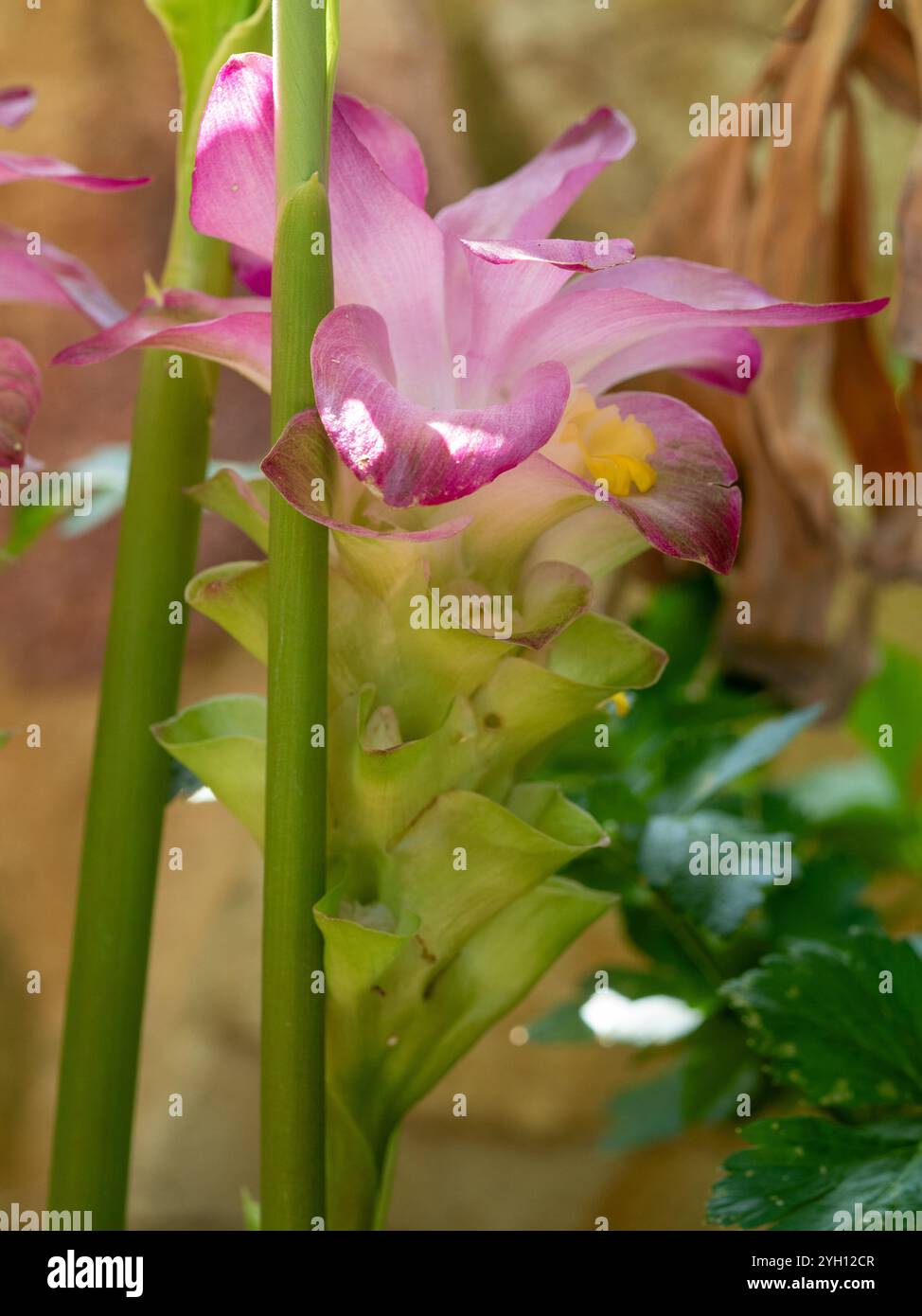 Gorgeous pink Cape York Lily Flower, native Australian plant aka wild ...