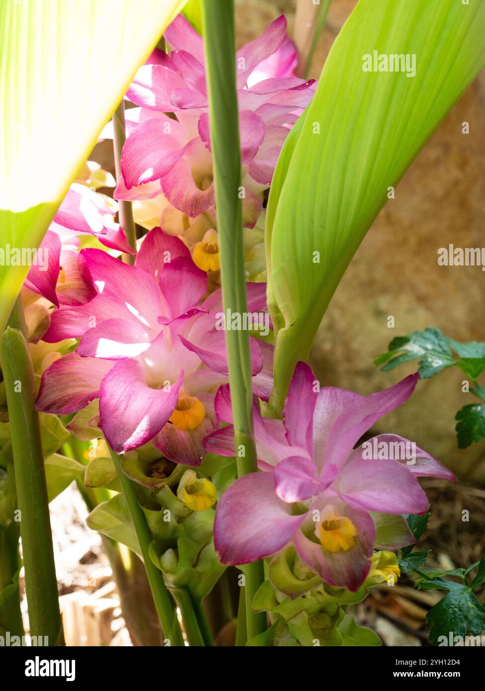 Gorgeous pink Cape York Lily Flower, native Australian plant aka wild ...