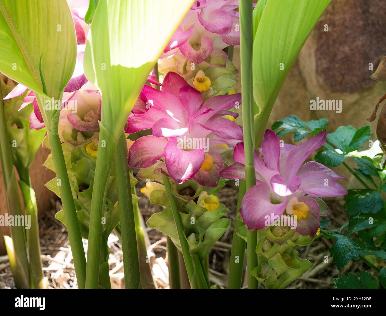 Gorgeous pink Cape York Lily Flower, native Australian plant aka wild ...