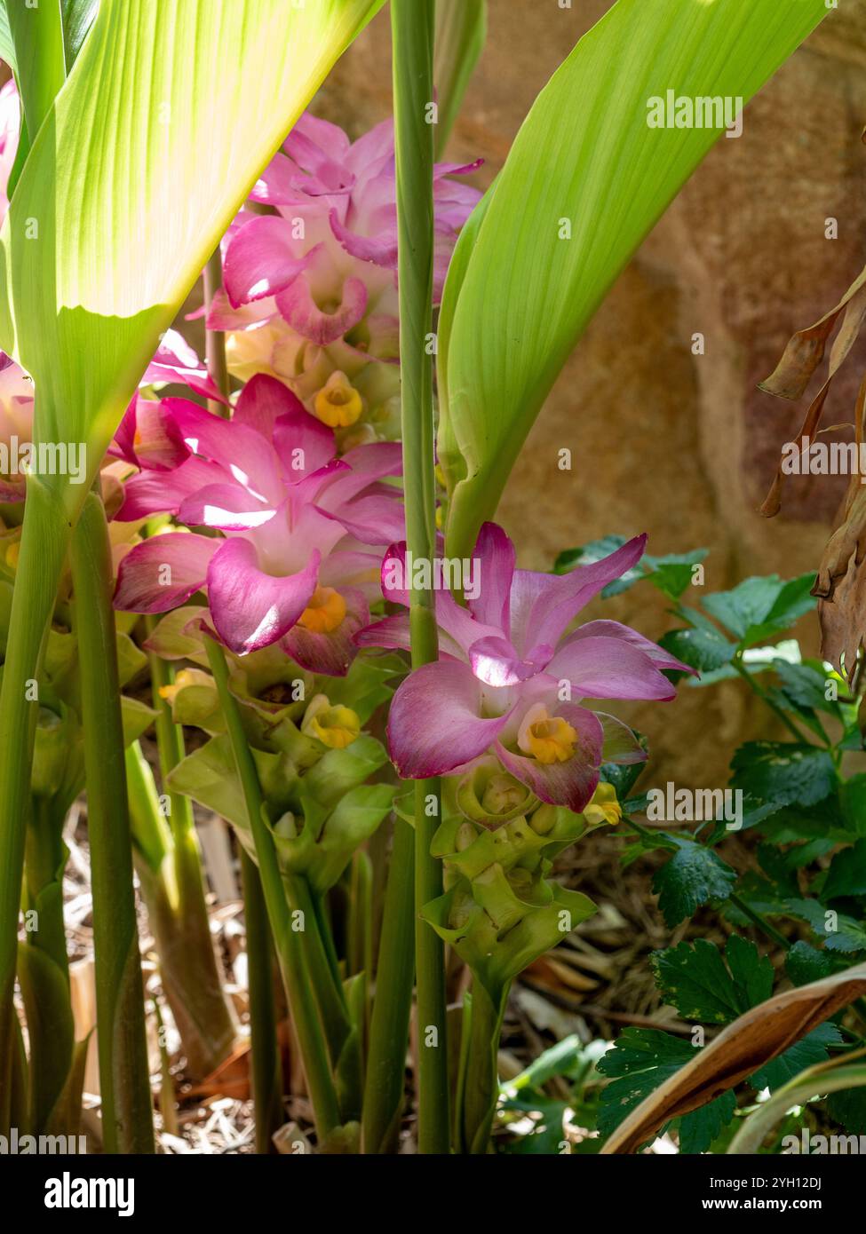 Gorgeous pink Cape York Lily Flower, native Australian plant aka wild ...