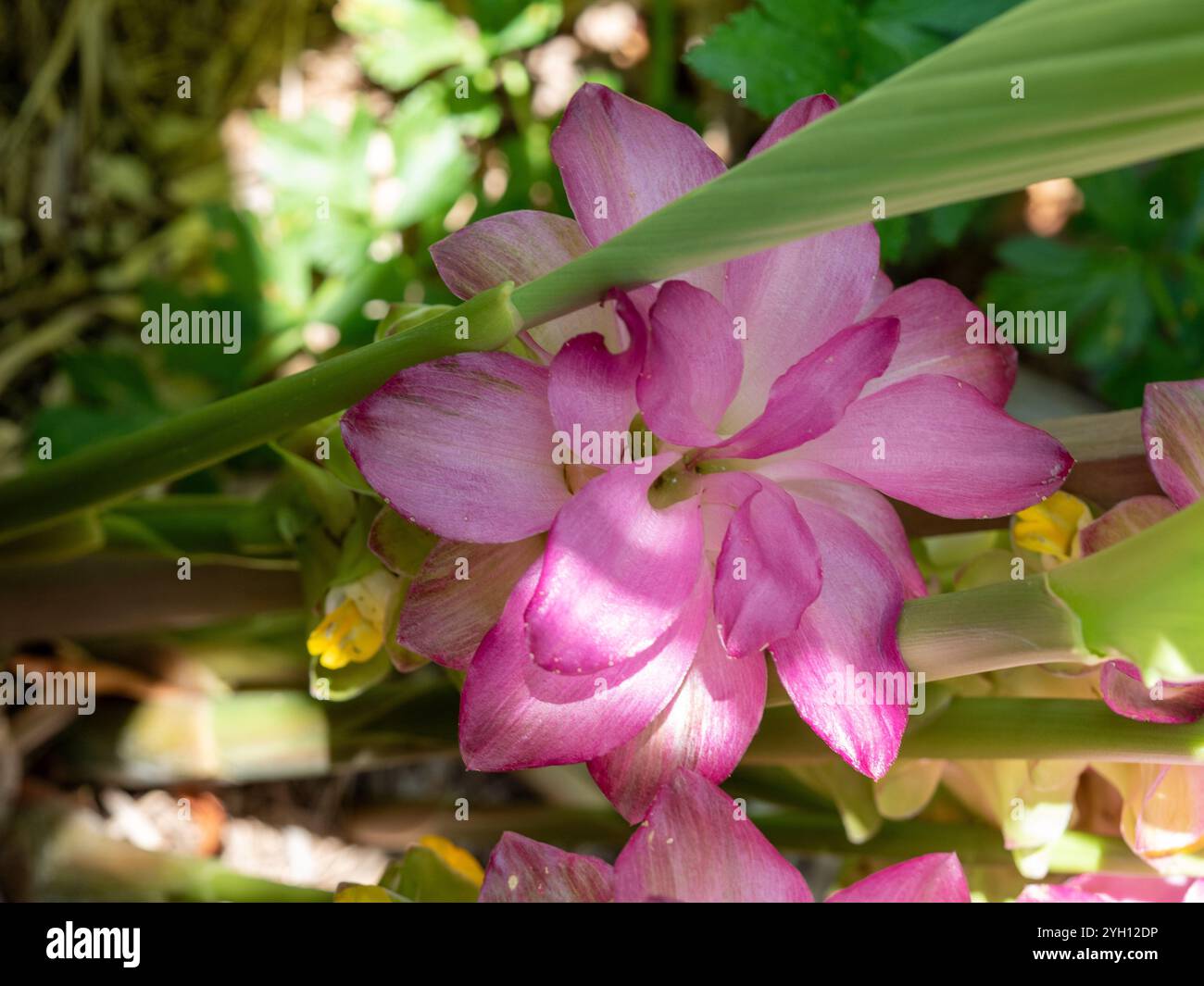 Gorgeous pink Cape York Lily Flower, native Australian plant aka wild ...