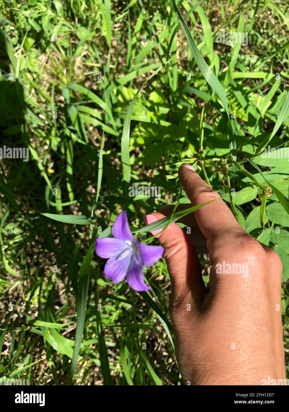 (Campanula stevenii altaica Stock Photo - Alamy
