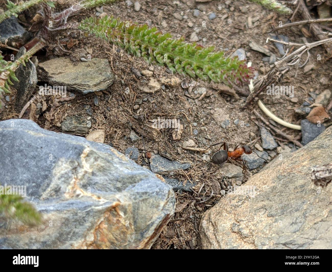 Wood, Mound, and Field Ants (Formica Stock Photo - Alamy