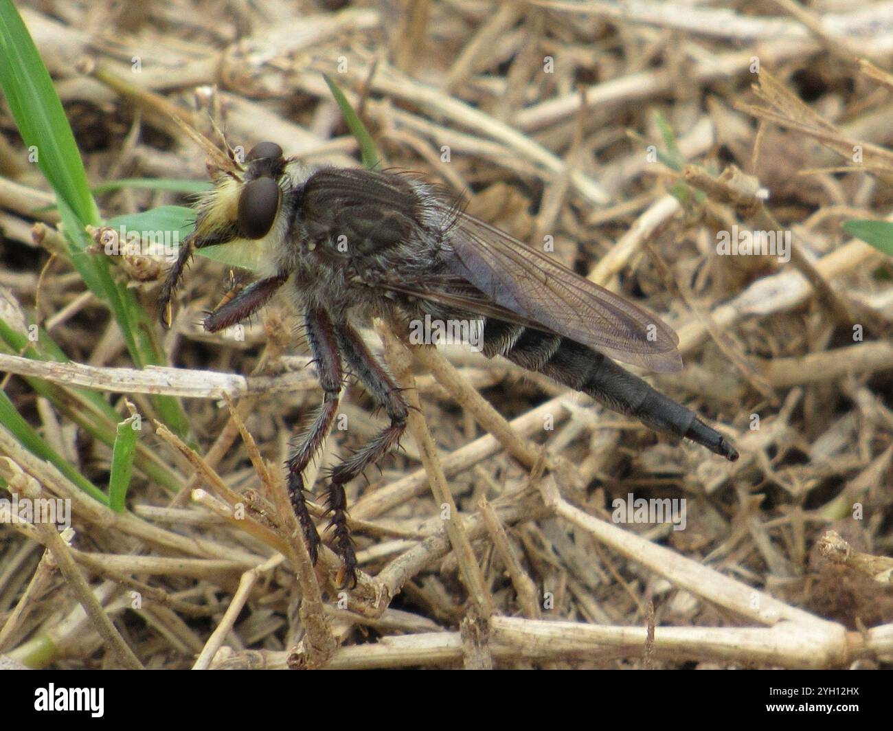 Giant Robber Flies (Promachus Stock Photo - Alamy