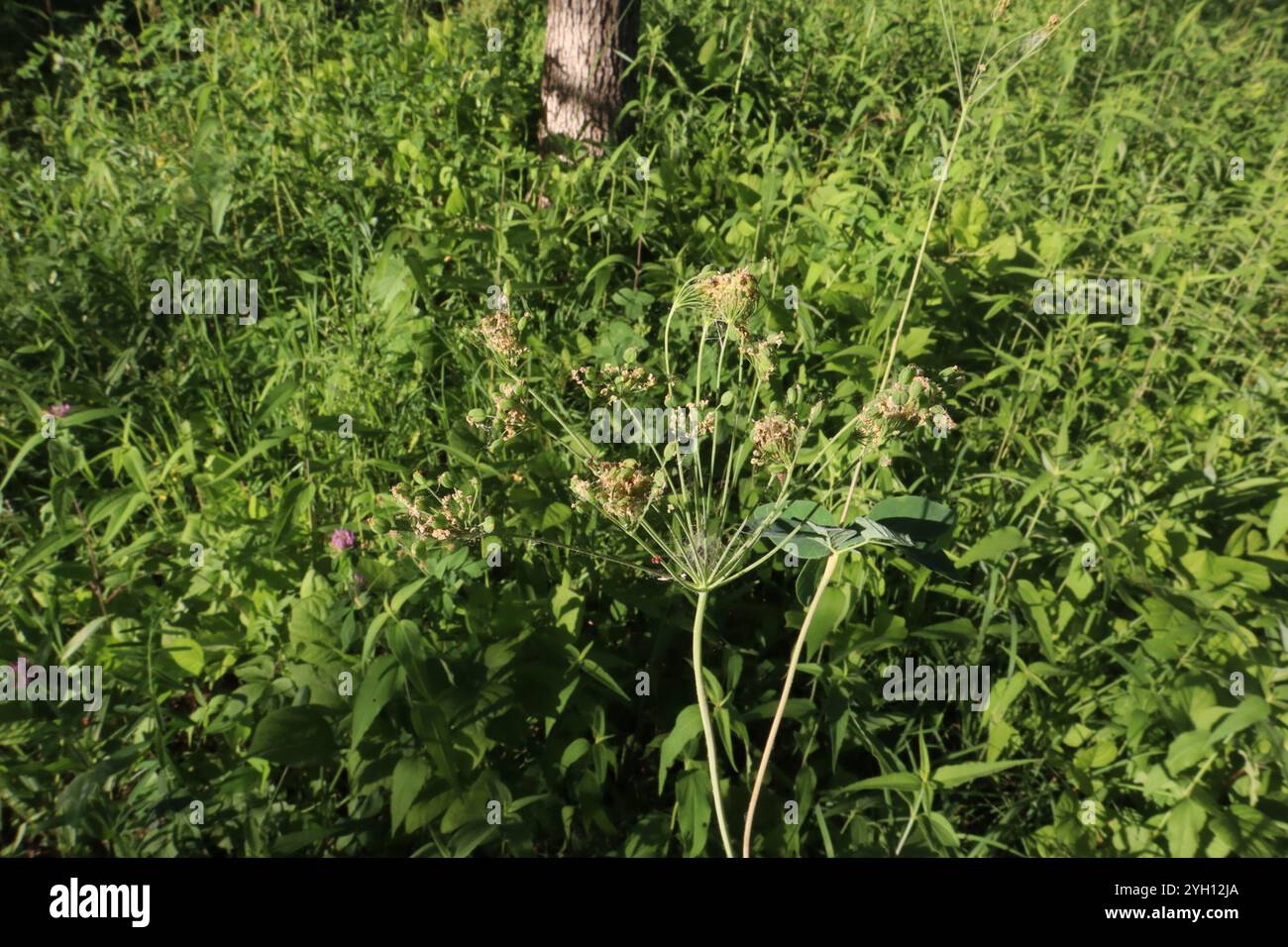 yellow pimpernel (Taenidia integerrima Stock Photo - Alamy