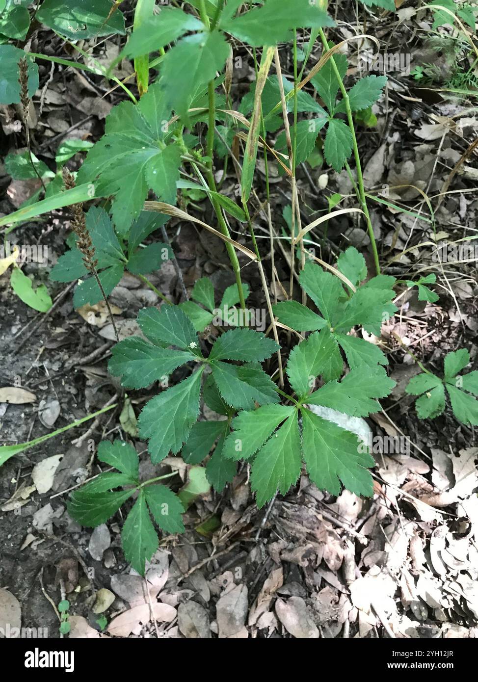 Black Snakeroot (Sanicula canadensis Stock Photo - Alamy