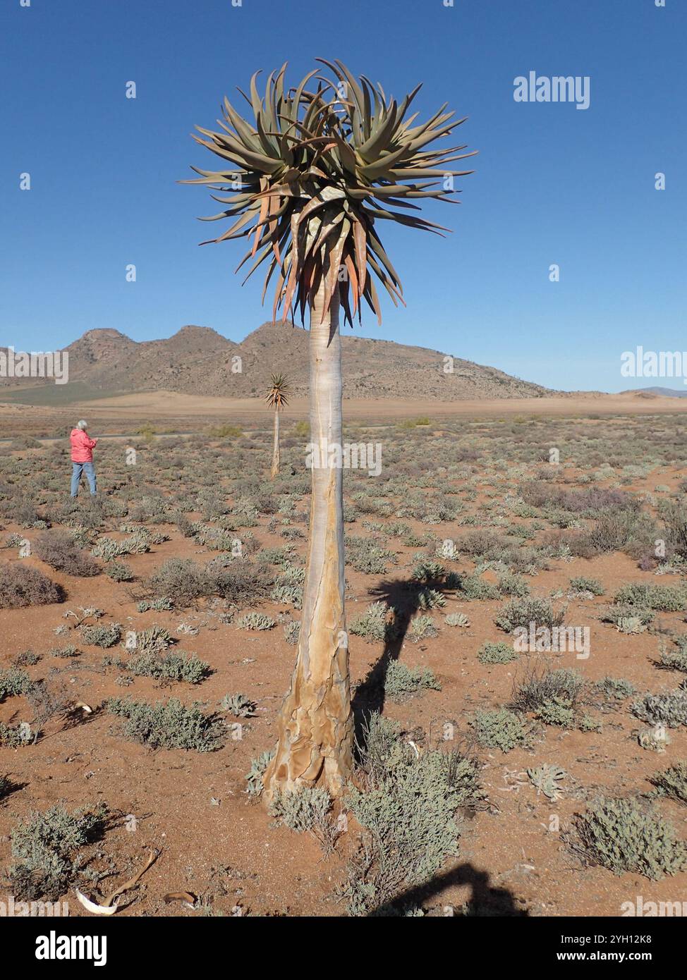 Quiver Tree (Aloidendron dichotomum Stock Photo - Alamy