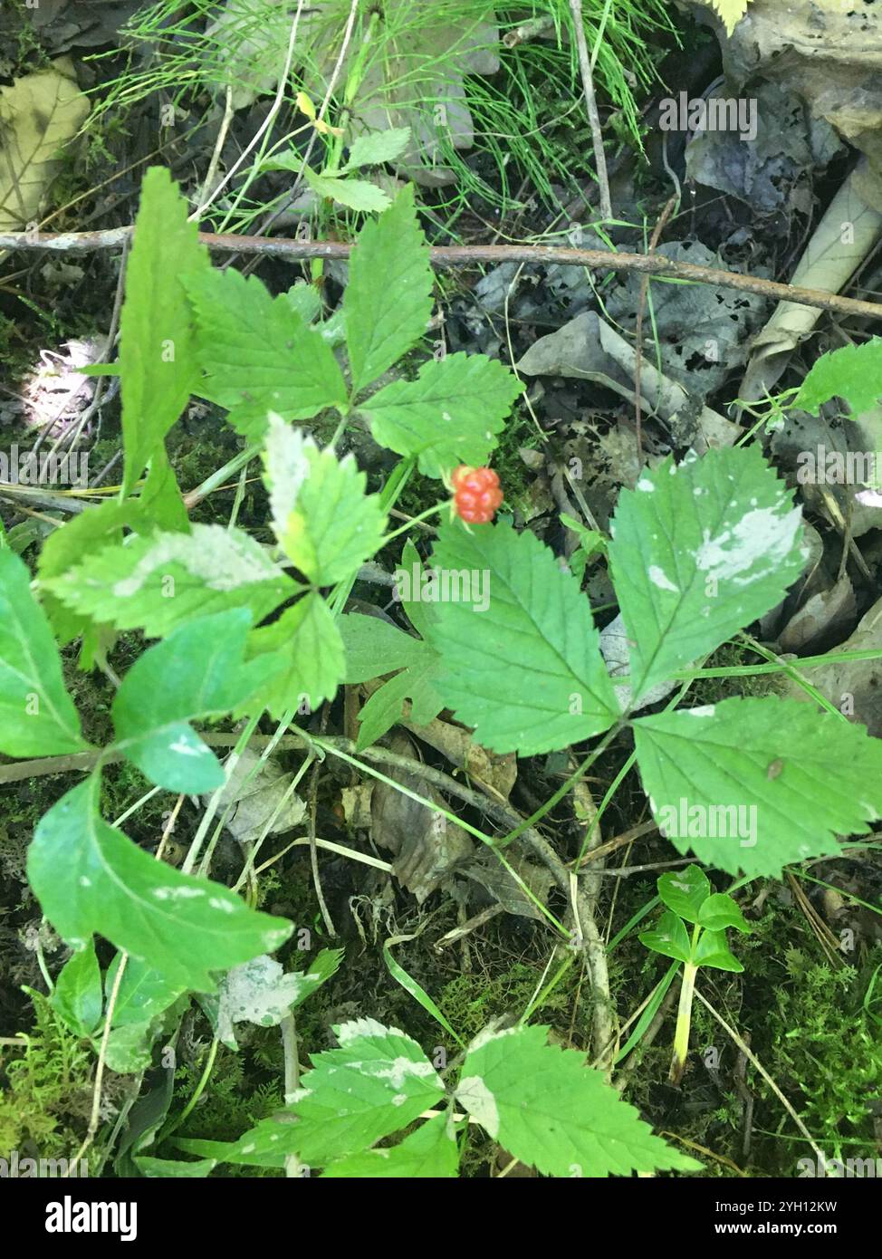 dwarf raspberry (Rubus pubescens Stock Photo - Alamy