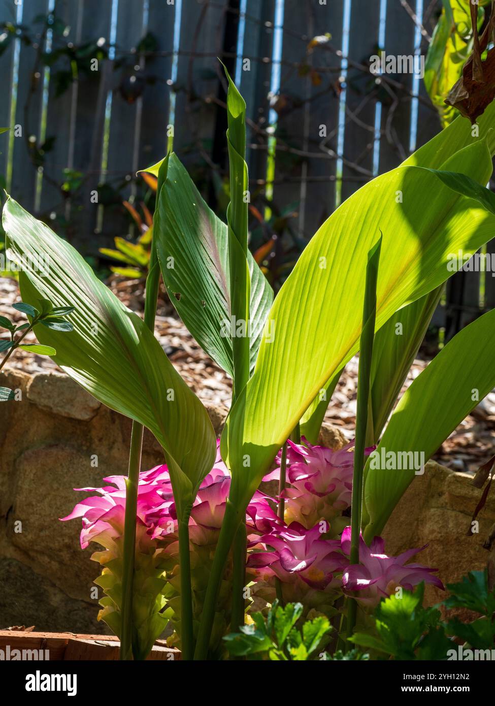 Gorgeous pink Cape York Lily Flower, native Australian plant aka wild ...