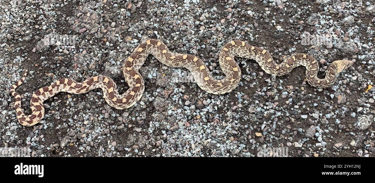 Sonoran gopher snake pituophis catenifer affinis hi-res stock ...