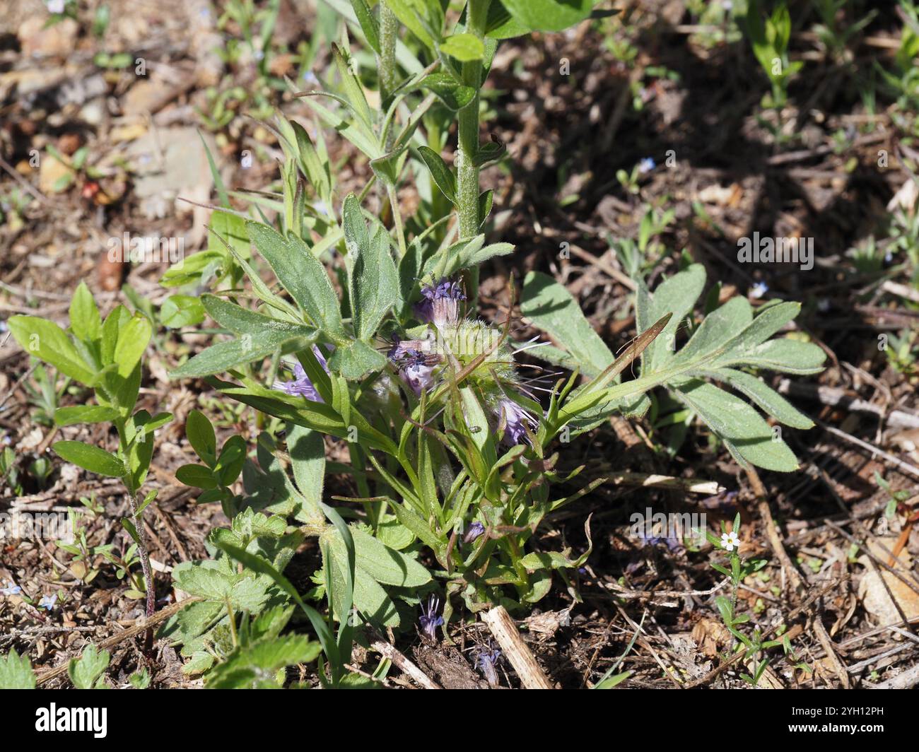 ballhead waterleaf (Hydrophyllum capitatum Stock Photo - Alamy
