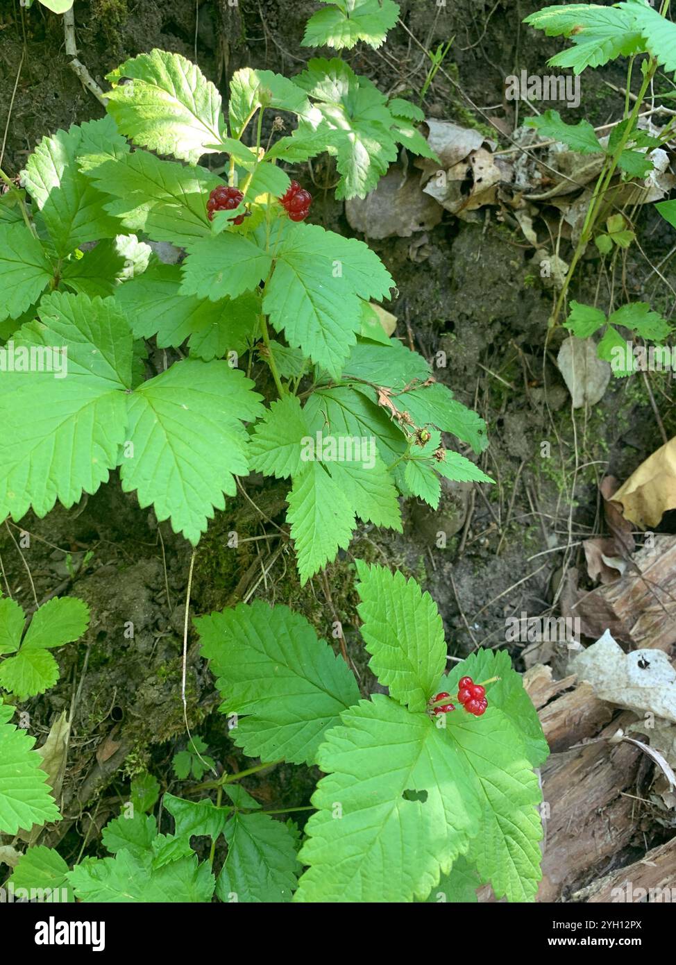 dwarf raspberry (Rubus pubescens Stock Photo - Alamy