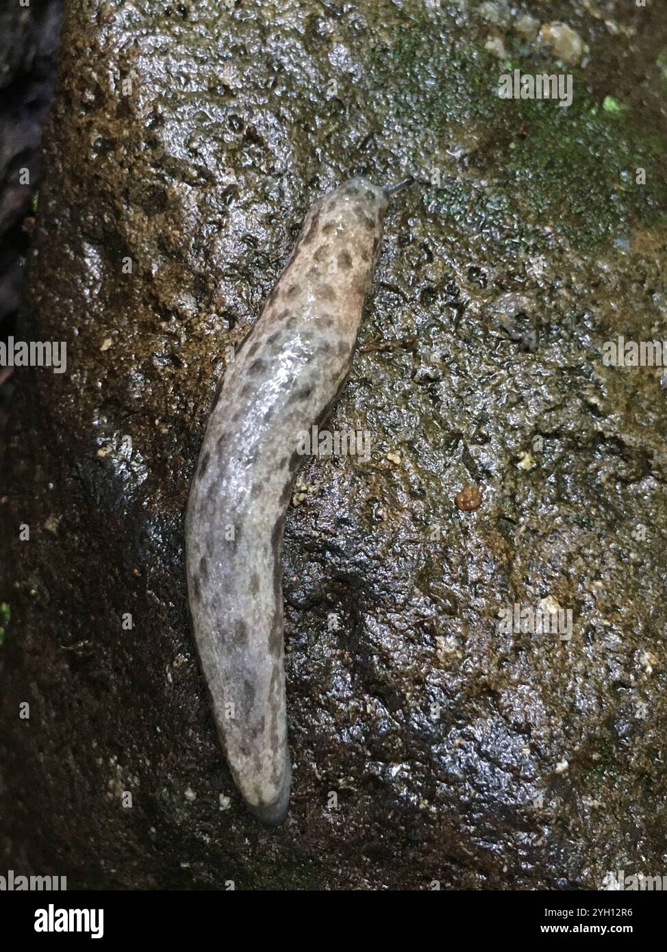 Megapallifera mutabilis hi-res stock photography and images - Alamy