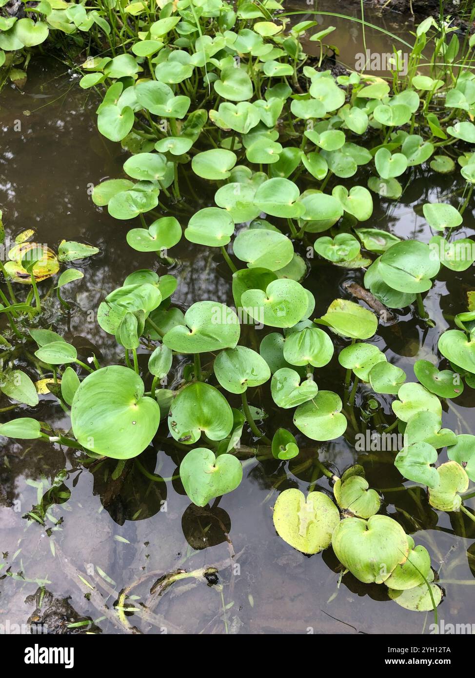 Kidneyleaf mud plantain (Heteranthera reniformis Stock Photo - Alamy