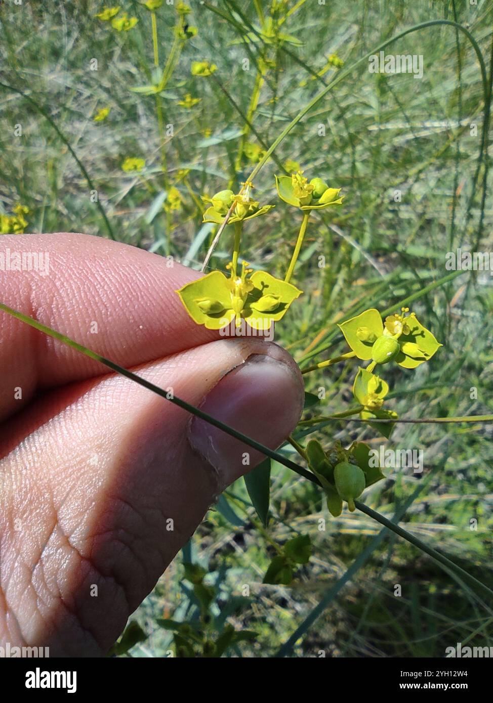 steppe spurge (Euphorbia seguieriana Stock Photo - Alamy
