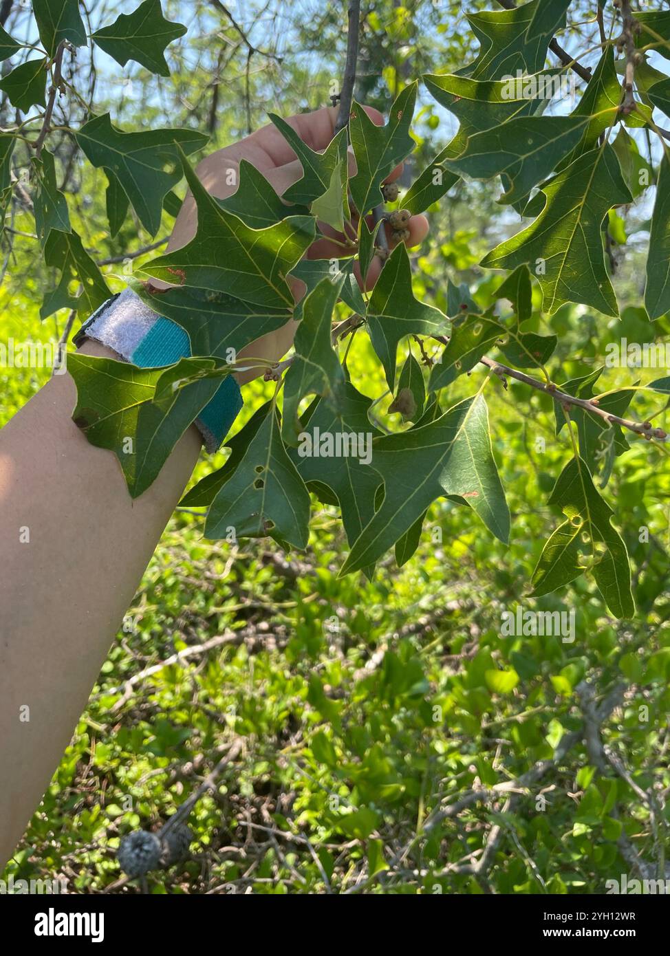 bear oak (Quercus ilicifolia Stock Photo - Alamy