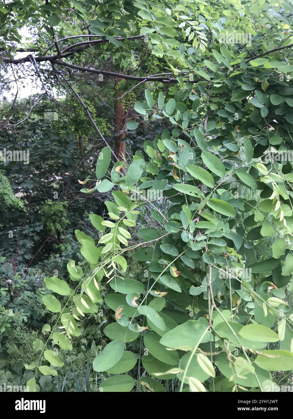 black locust (Robinia pseudoacacia Stock Photo - Alamy