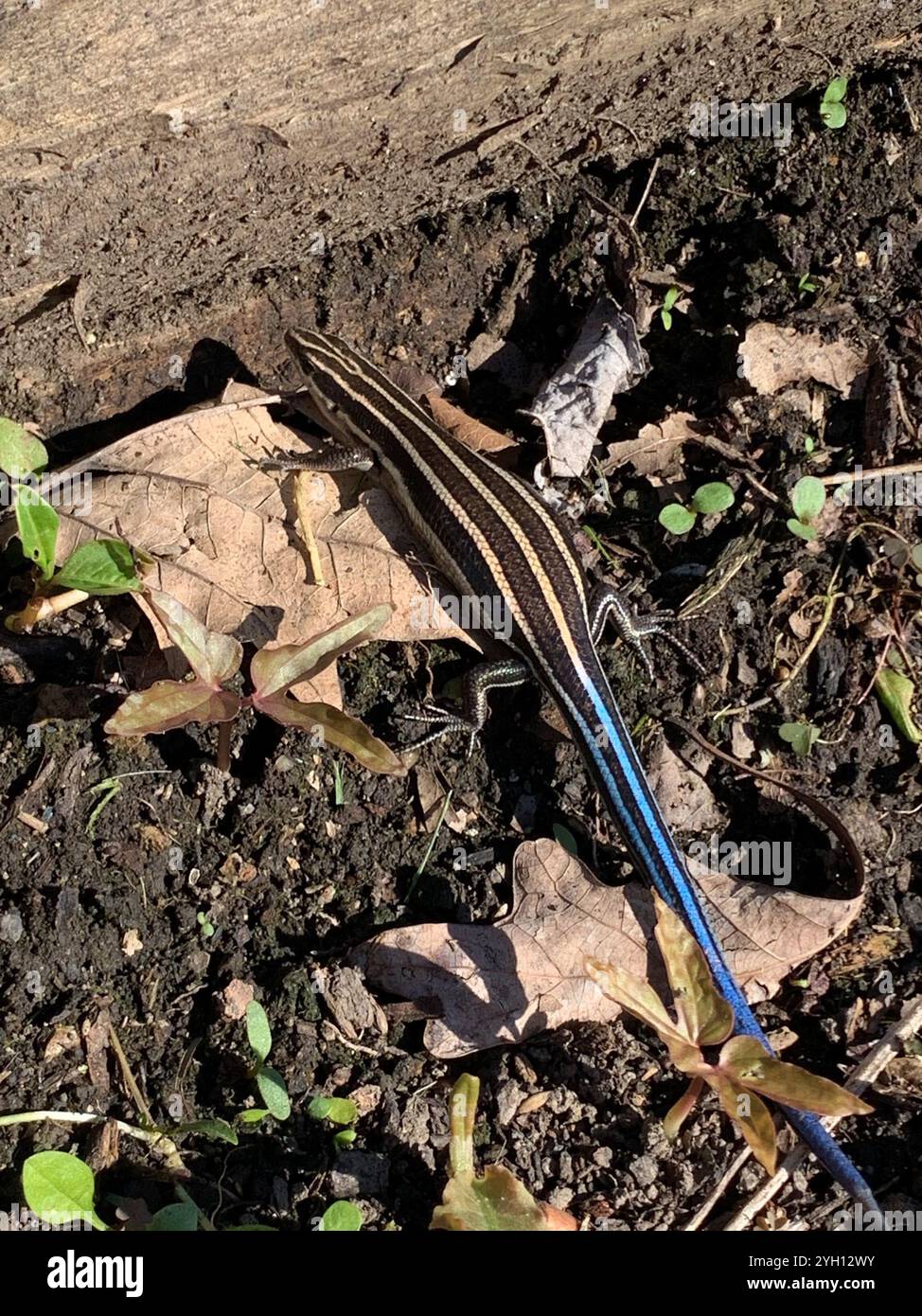 Common Five-lined Skink (Plestiodon fasciatus Stock Photo - Alamy