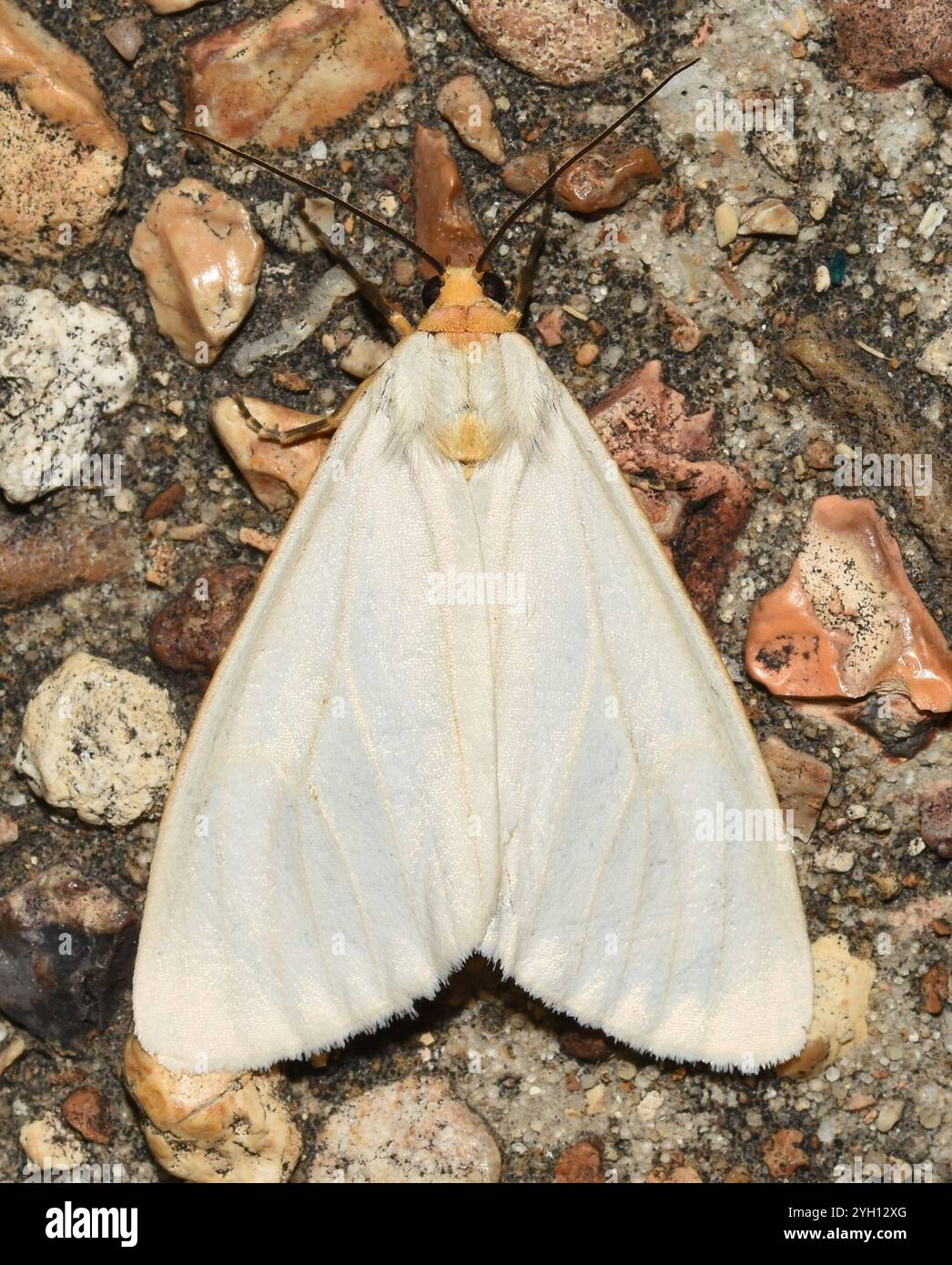 Reversed Haploa Moth (Haploa reversa Stock Photo - Alamy