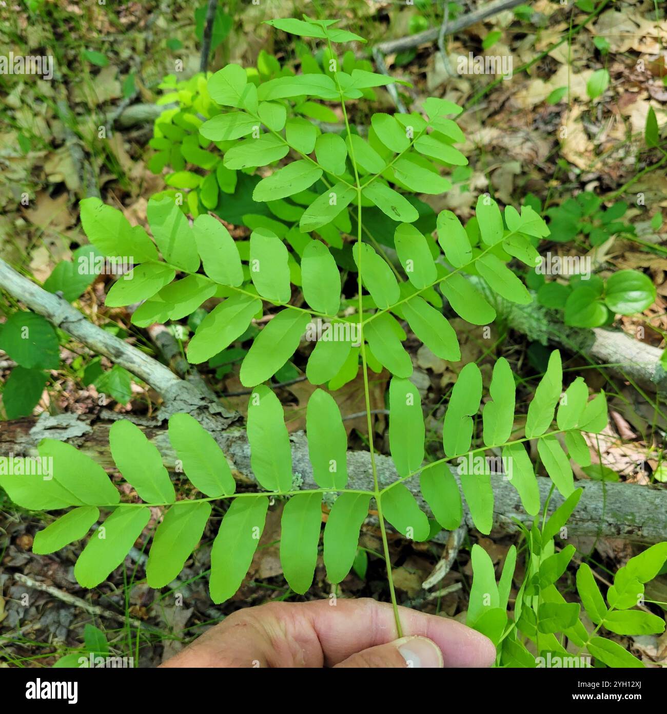 American royal fern hi-res stock photography and images - Alamy