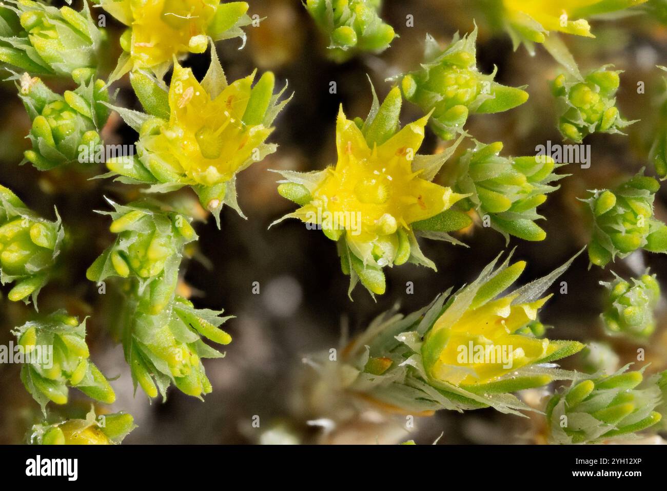 Creeping nailwort (Paronychia sessiliflora Stock Photo - Alamy