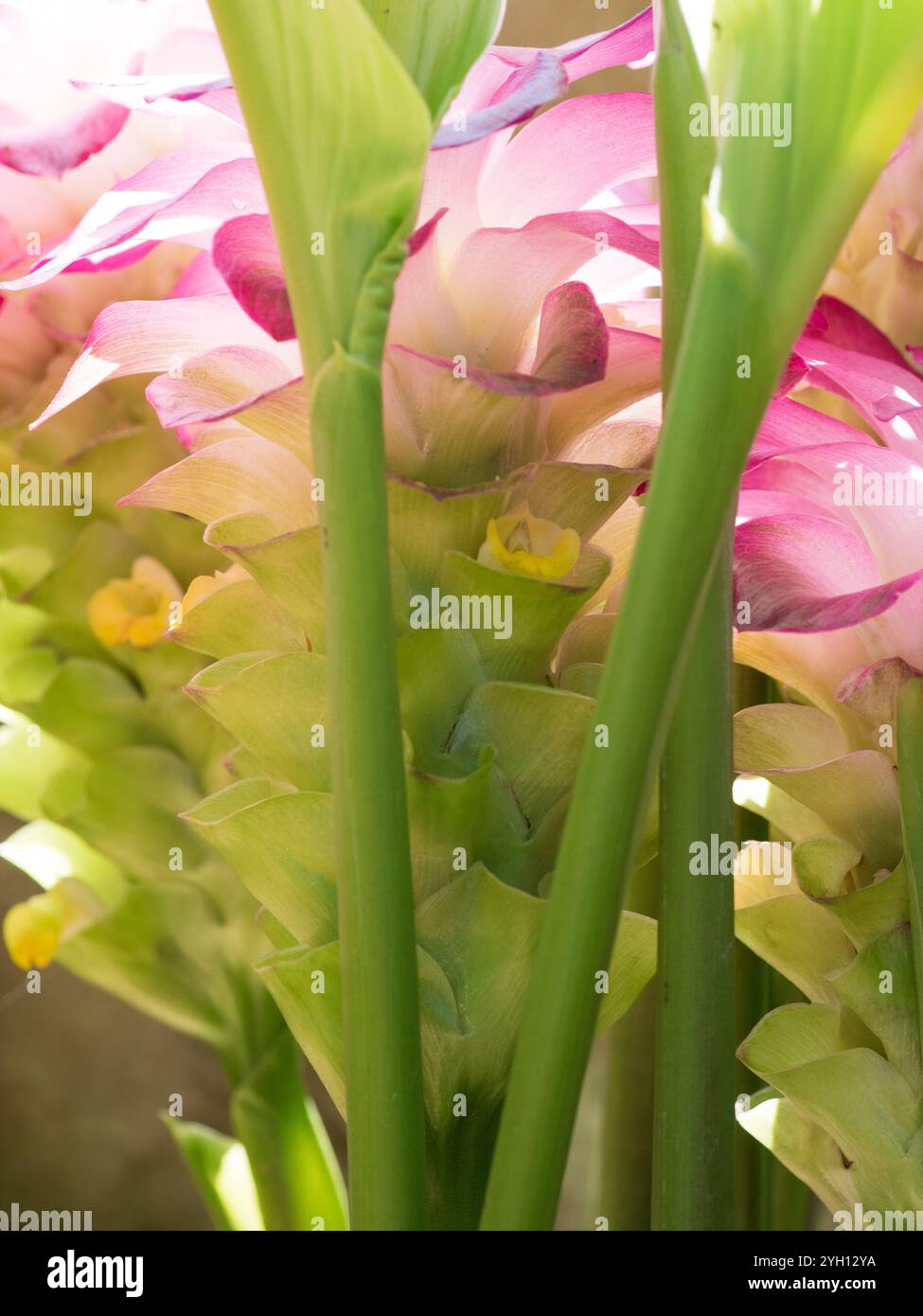 Sunlight shining on Gorgeous pink Cape York Lily Flower, native ...