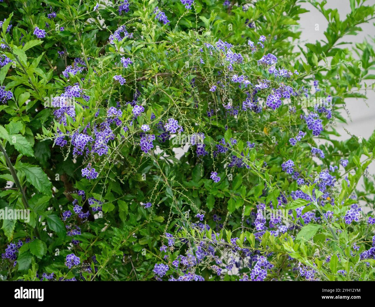 Duranta Repens purple flowering shrub in bloom, commonly known as ...