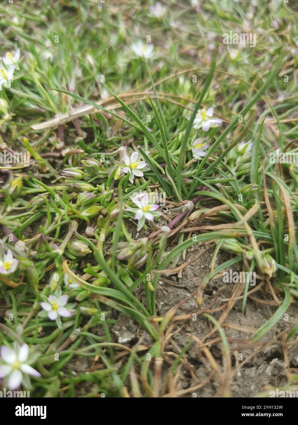 Saltmarsh Sand Spurry (Spergularia marina Stock Photo - Alamy