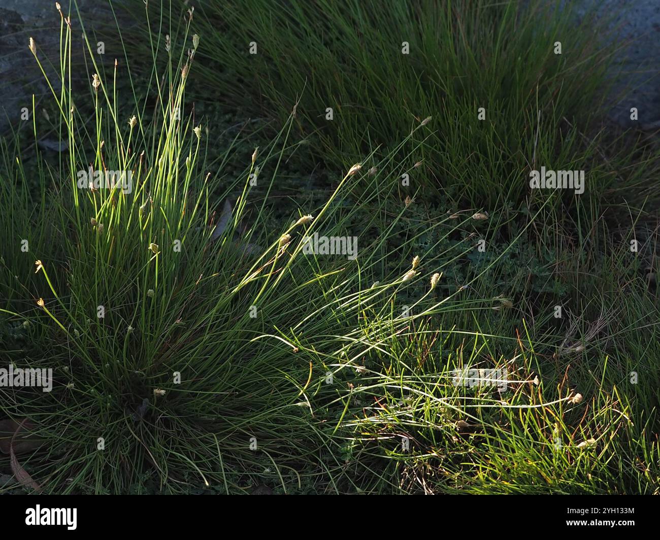Polytrichoides hi-res stock photography and images - Alamy