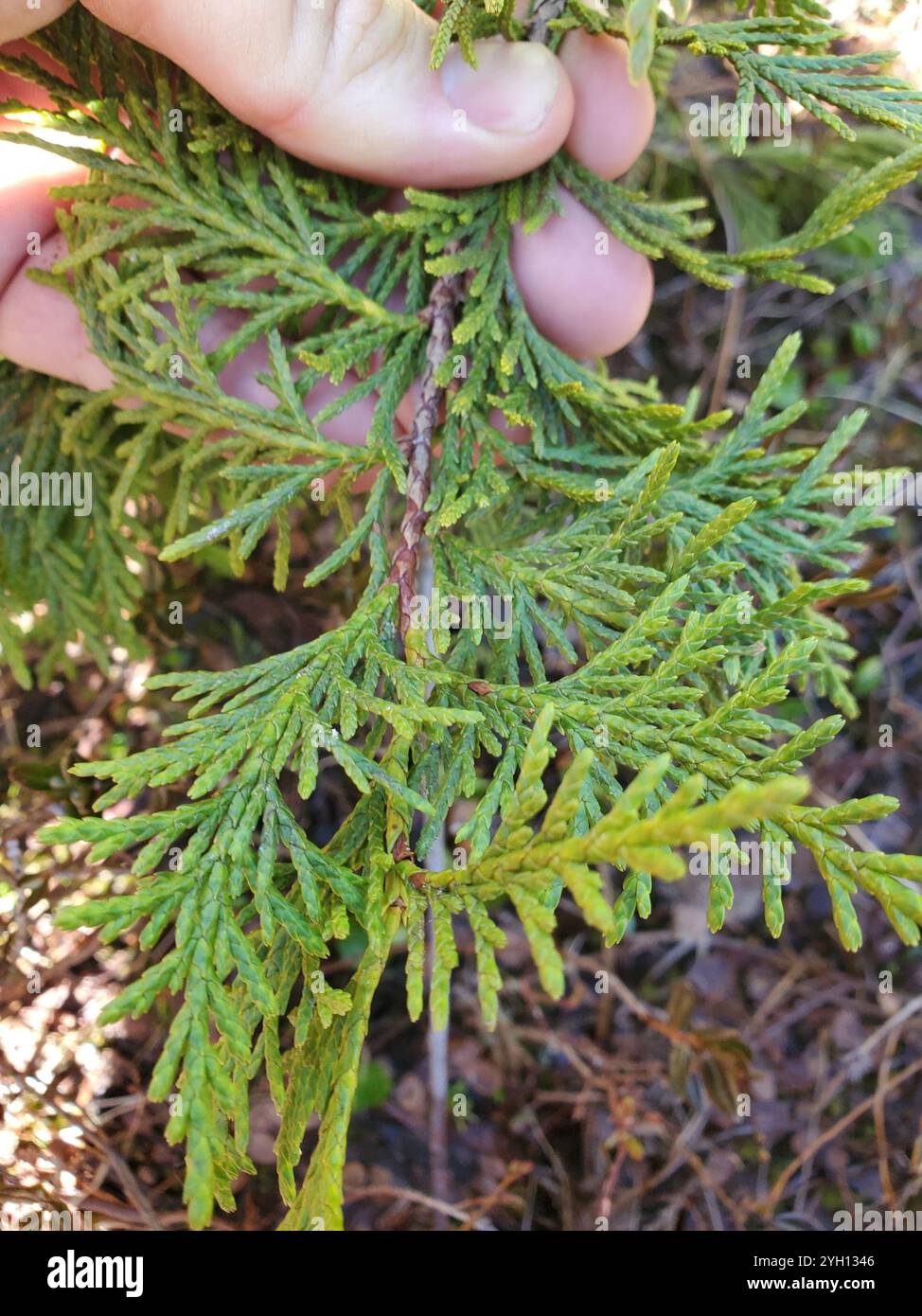 Alaska yellow cedar (Callitropsis nootkatensis Stock Photo - Alamy