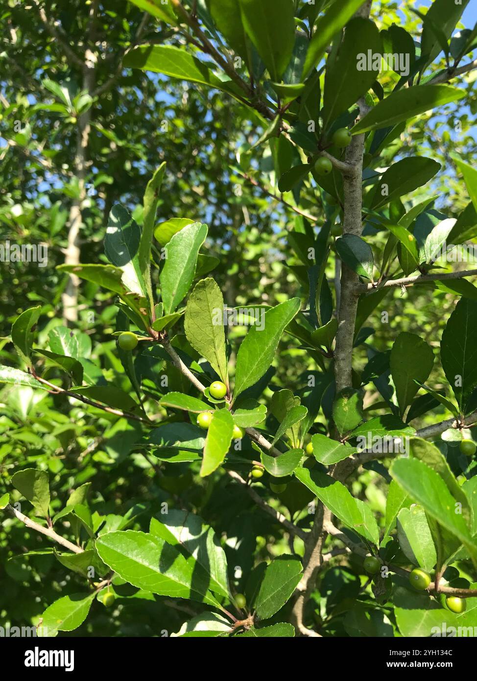 possumhaw (Ilex decidua Stock Photo - Alamy