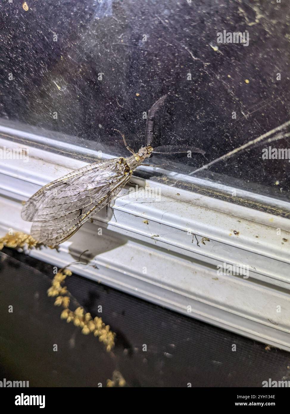 Spring fishfly hi-res stock photography and images - Alamy