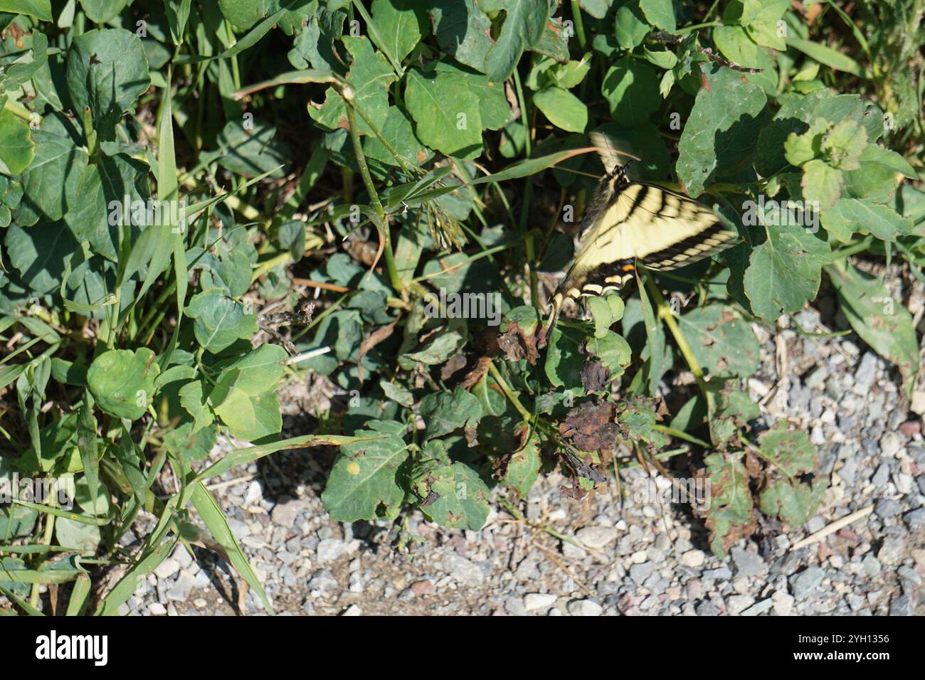 Canadian Tiger Swallowtail (Papilio canadensis Stock Photo - Alamy