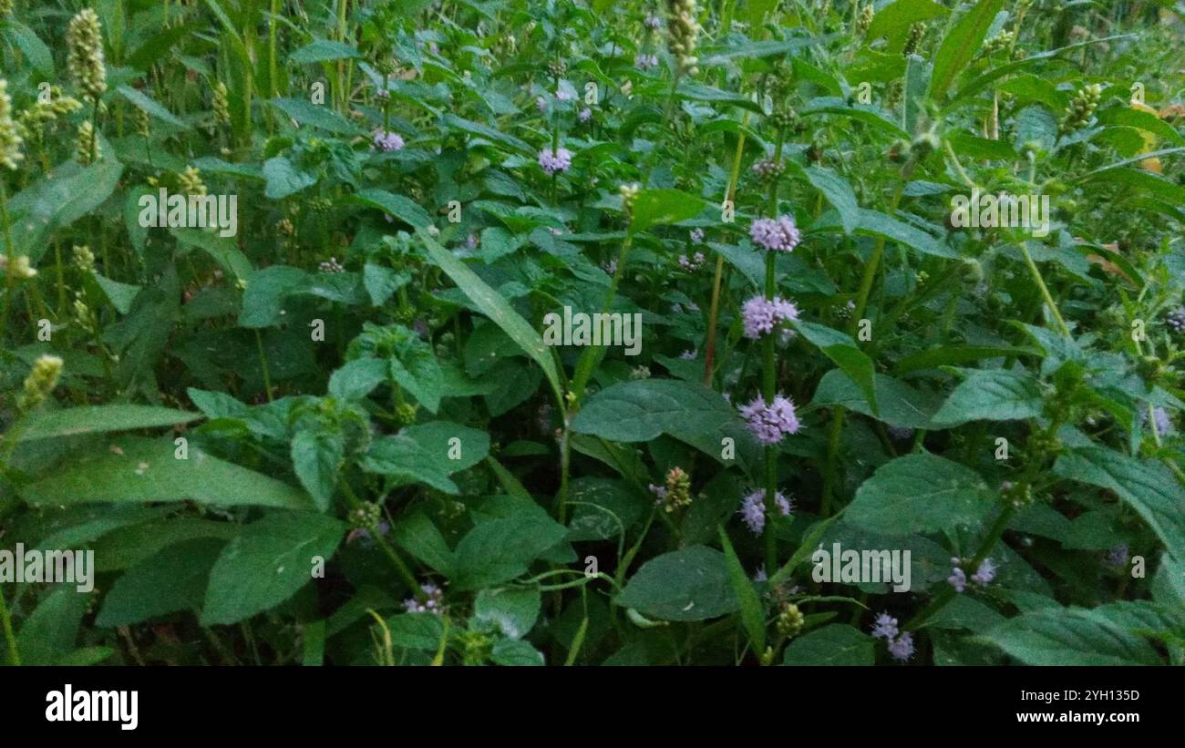 corn mint (Mentha arvensis Stock Photo - Alamy
