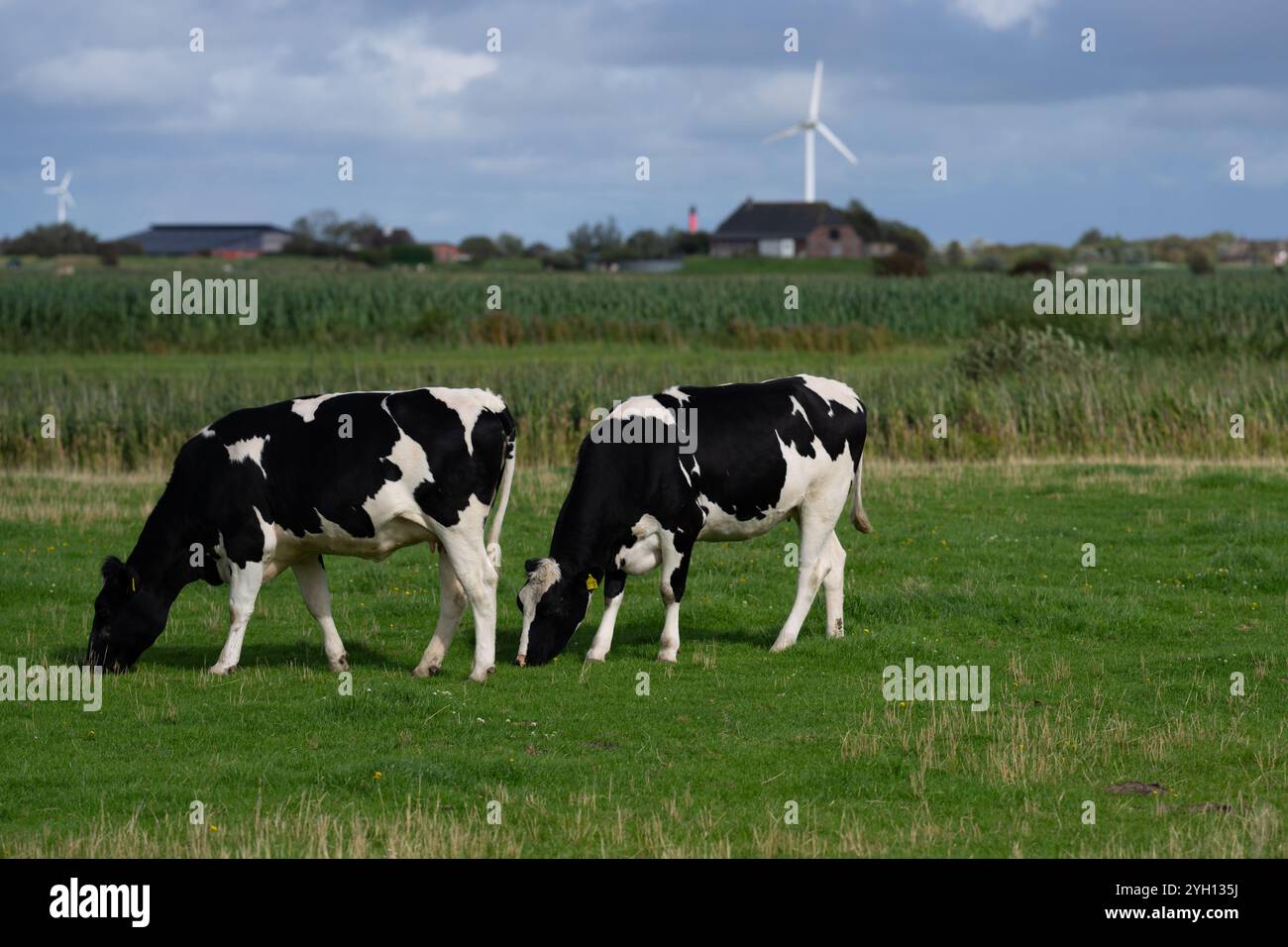 Cattle in grass field. Cow grazing on nature landscape Stock Photo - Alamy