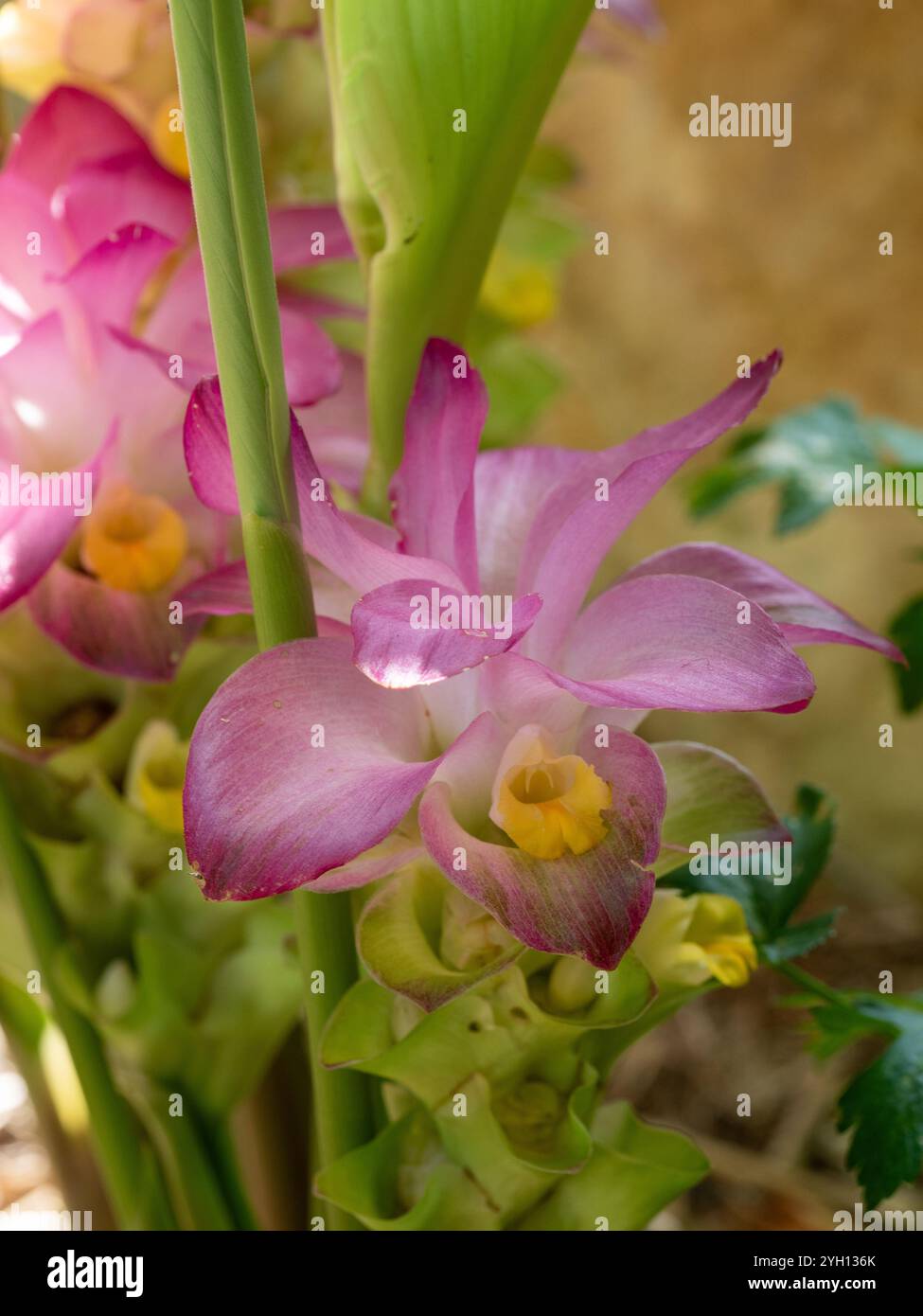 Gorgeous pink Cape York Lily Flower, native Australian plant aka wild ...